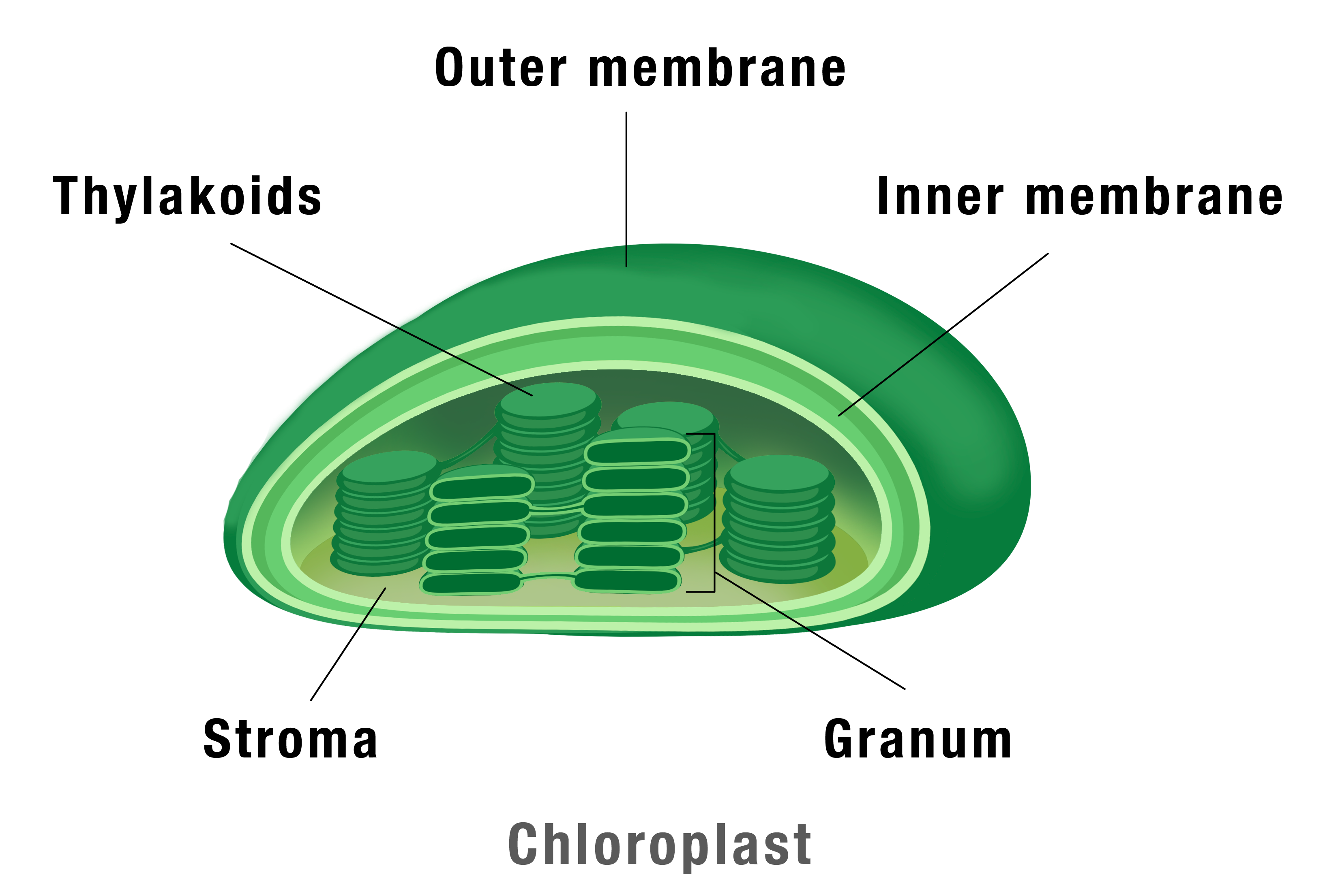 Structure Of Photosynthesis Labeled - Infoupdate.org