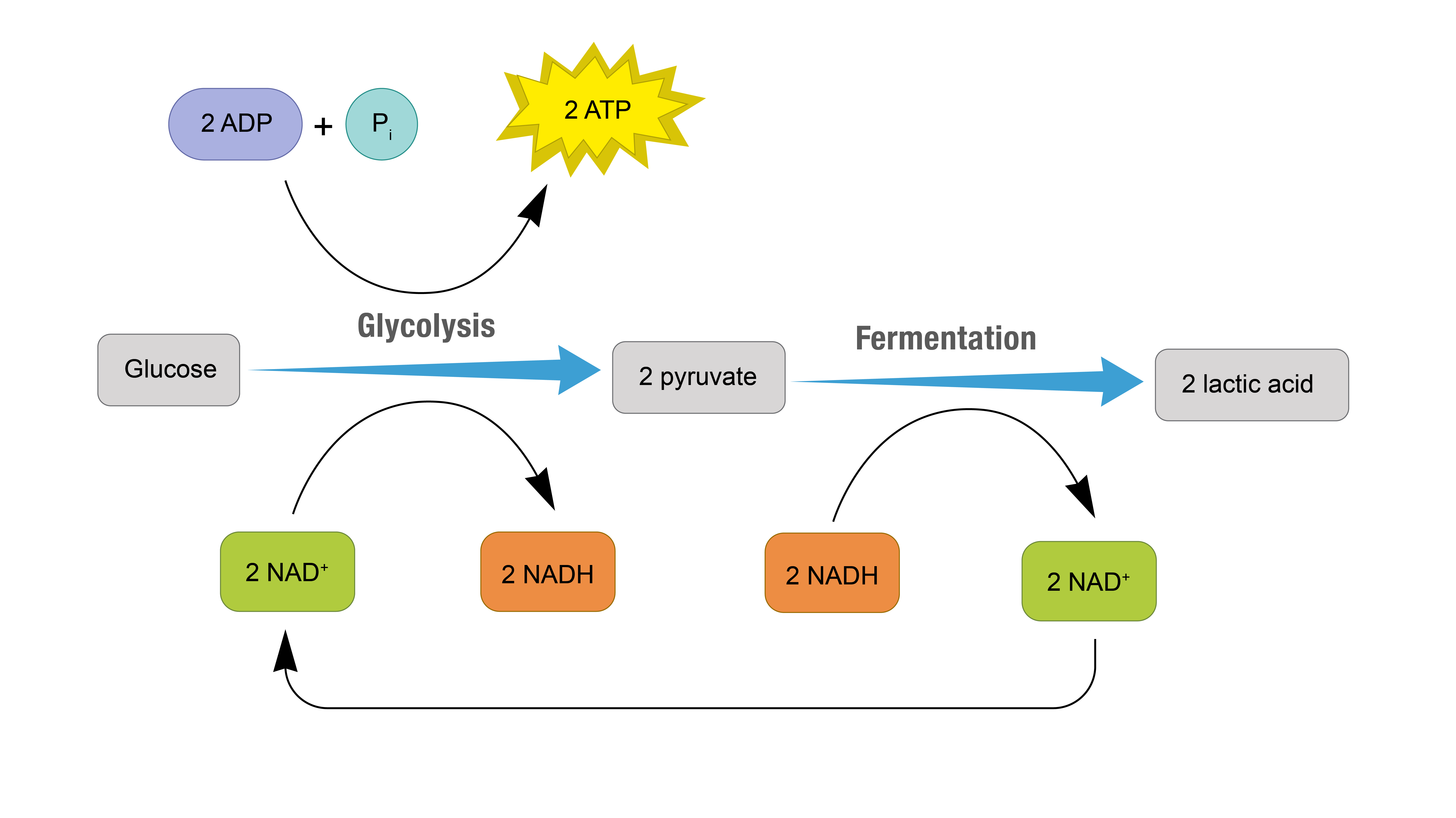 Anaerobic Respiration Flow Chart
